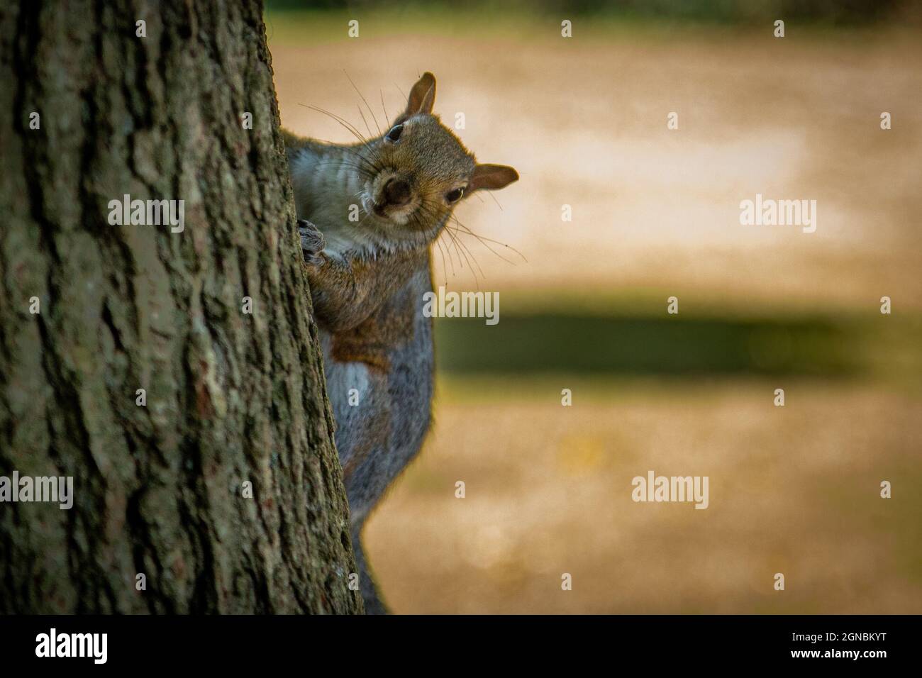Silver gray squirrel hi-res stock photography and images - Alamy