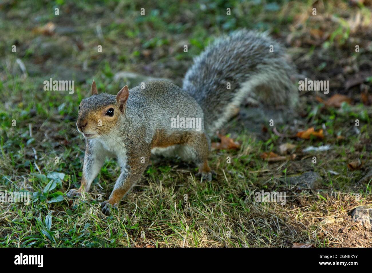 Silver gray squirrel hi-res stock photography and images - Alamy