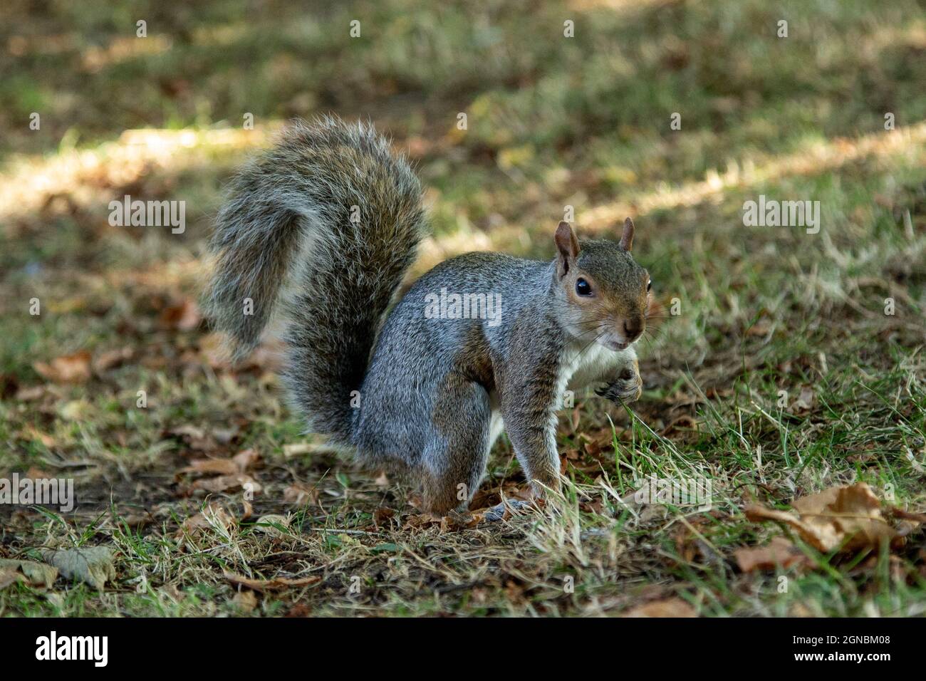 Grey squirrel young hi-res stock photography and images - Alamy