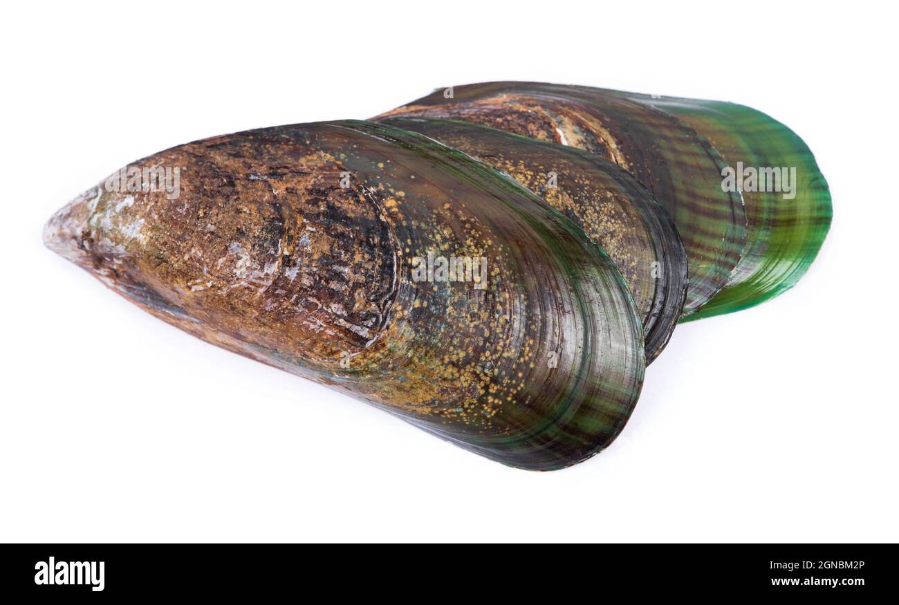 Group of empty opened mussel shells isolated on white background Stock ...