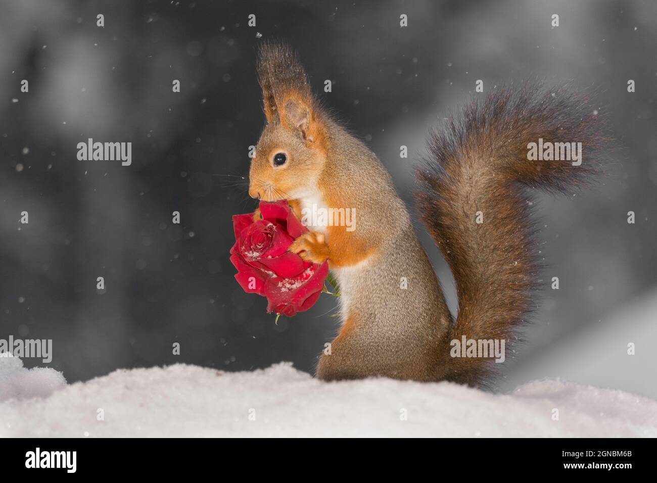 red squirrel grabbing, looking and smelling a red rose Stock Photo - Alamy