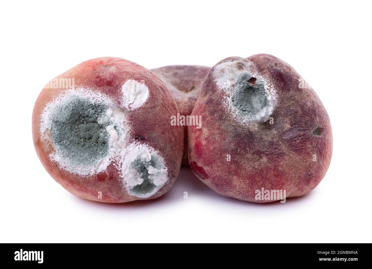 Mold growing on old flat peach, isolated on white background Stock ...