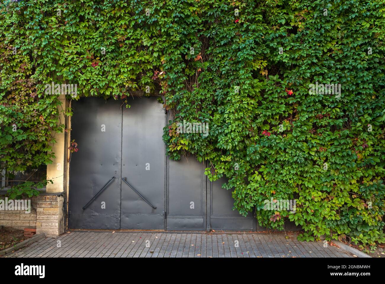 Gray iron gate overgrown with green vegetation Stock Photo - Alamy