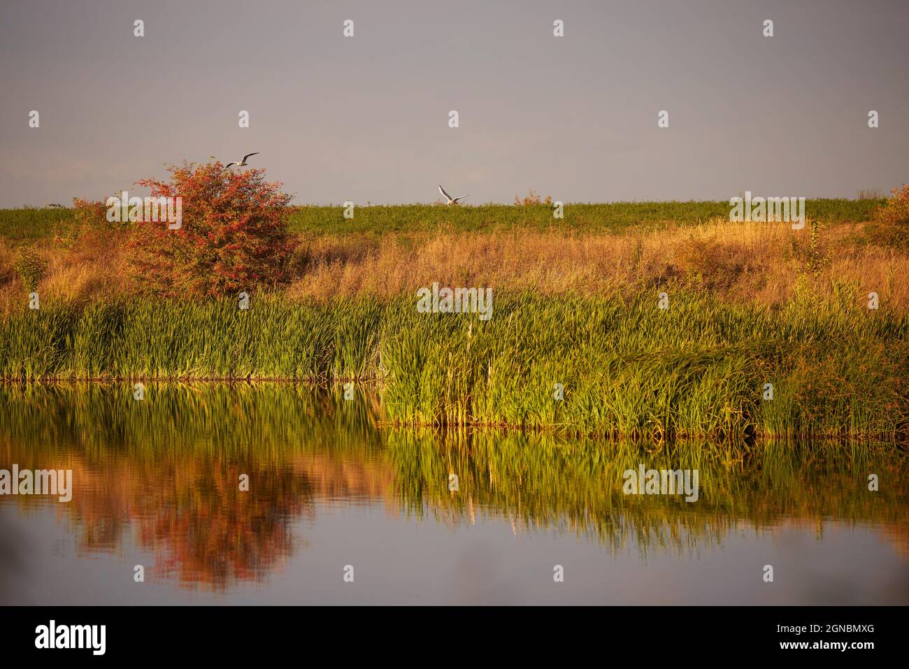 reed landscape on the edge of a lake on an autumn day Stock Photo - Alamy