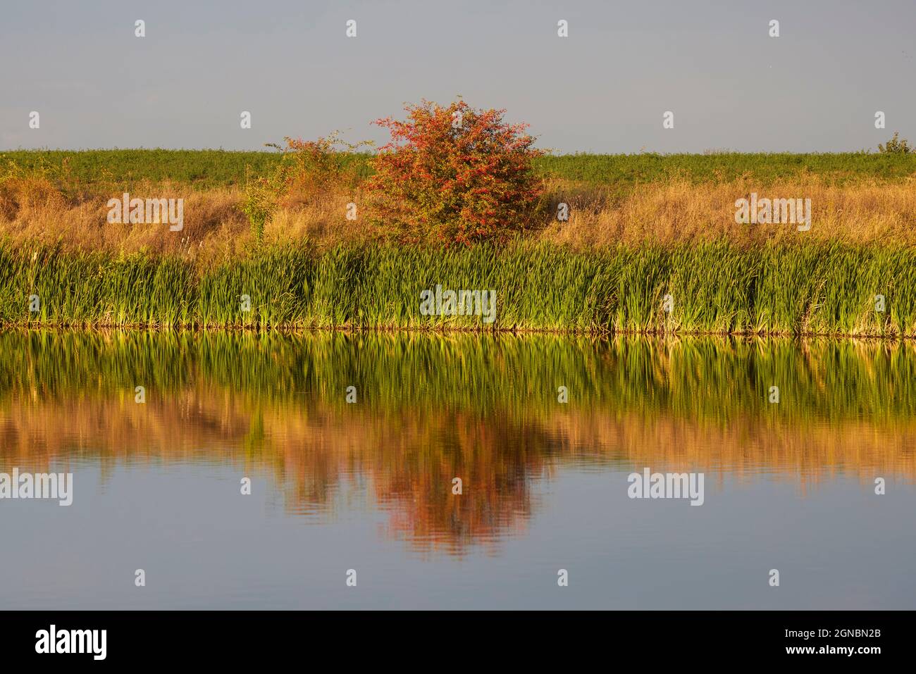 reed landscape on the edge of a lake on an autumn day Stock Photo - Alamy