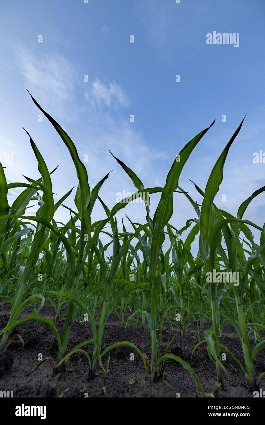 cornfield, silage. Closeup of tops of leaves of silage maize against the blue sky. Maize crop in ...
