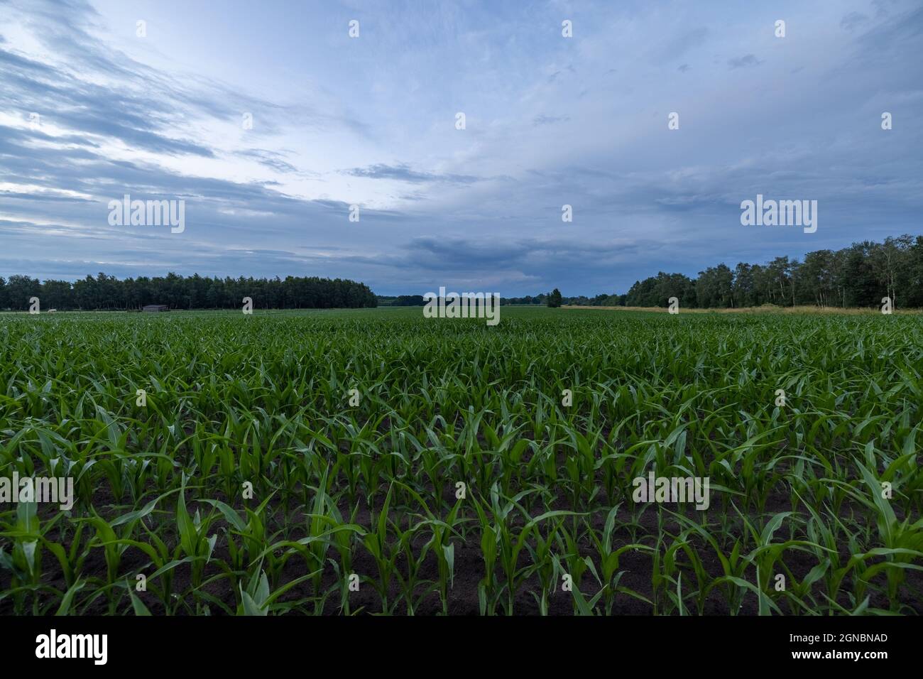 cornfield, silage. Closeup of tops of leaves of silage maize against ...