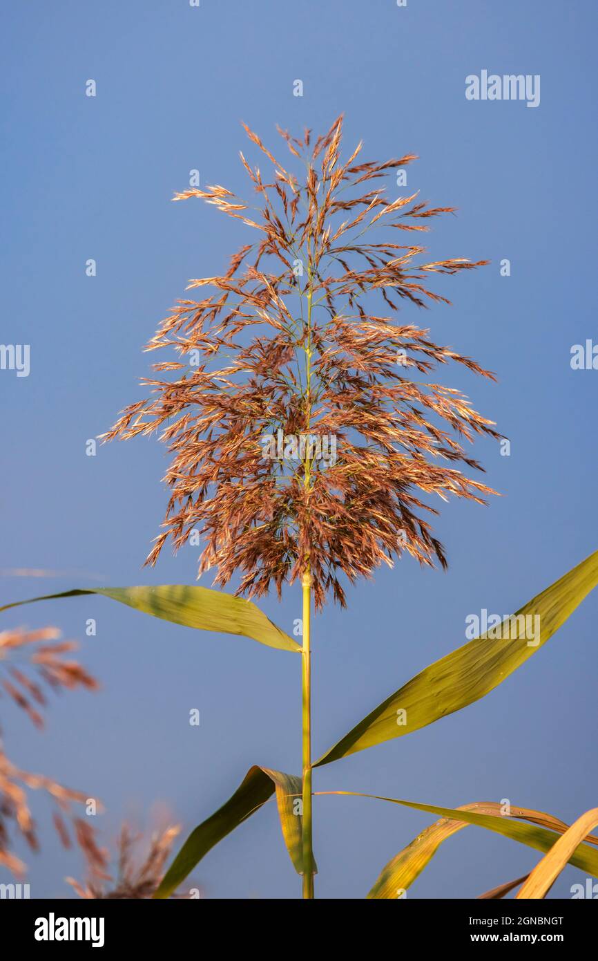 Dry grass flower blowing in the wind, red reed sway in the wind with ...