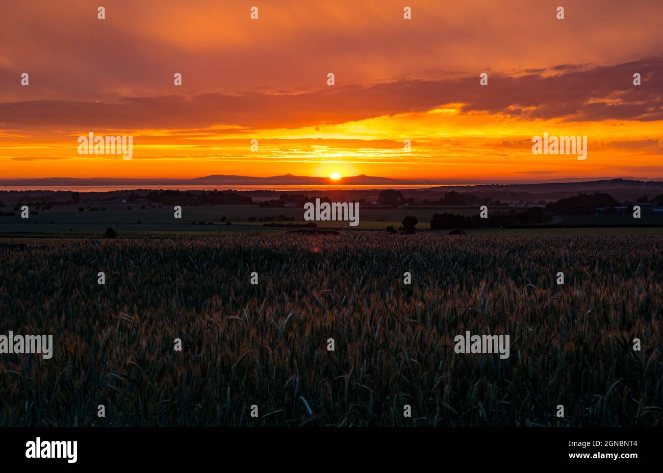 Grain crop field at sunset with colourful orange sky looking across ...