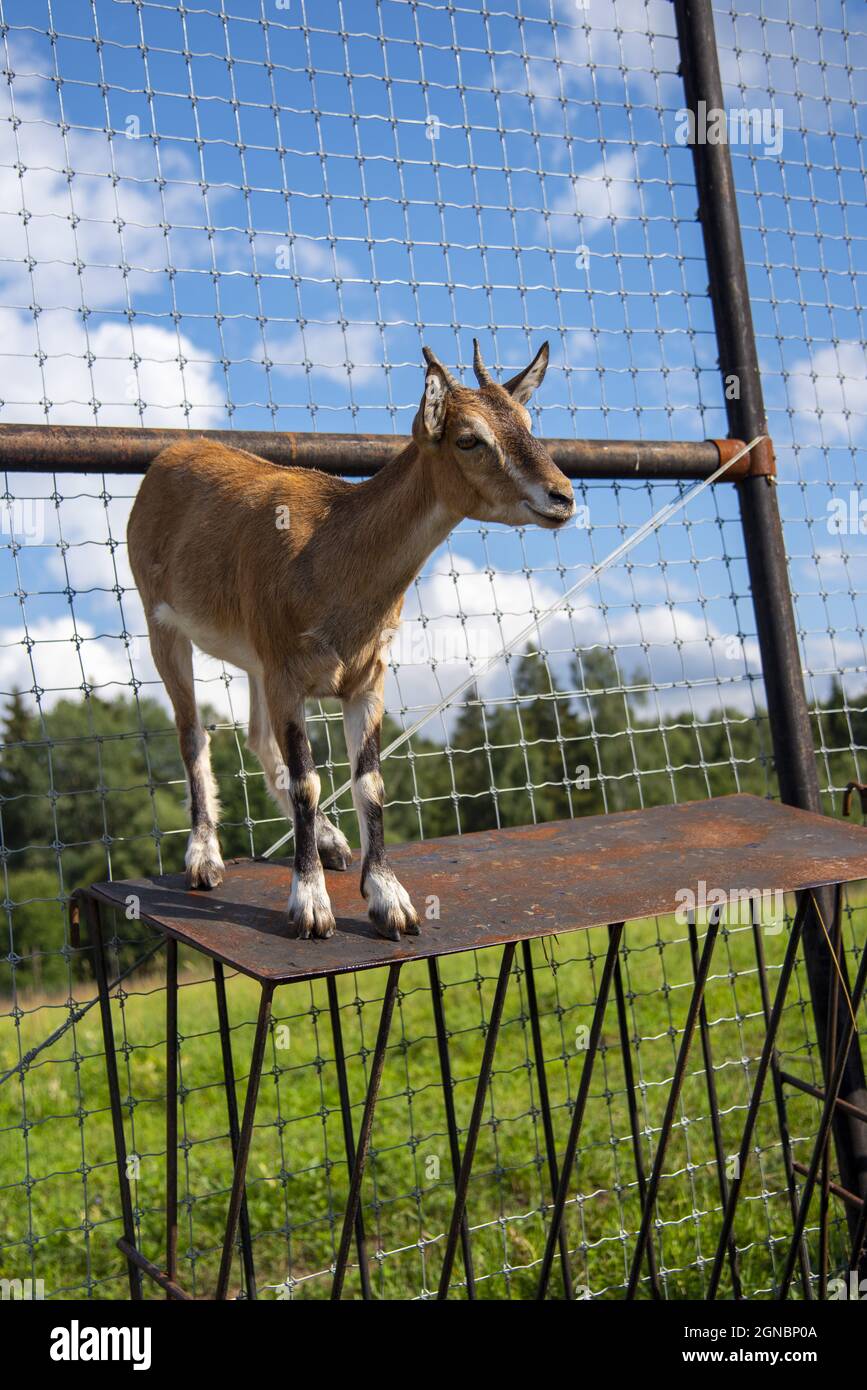 a goat in the zoo climbed on a metal bench and looks into the distance ...