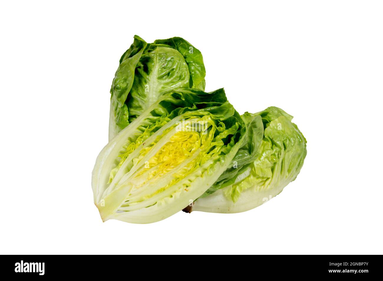 Baby Iceberg Lettuce Plant