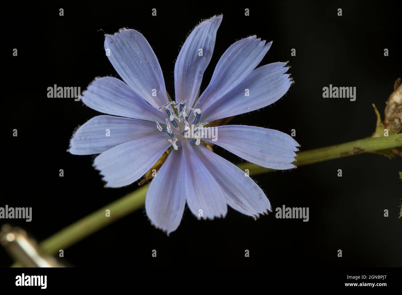 Single blue Chicory (Cichorium intybus) flower Stock Photo - Alamy