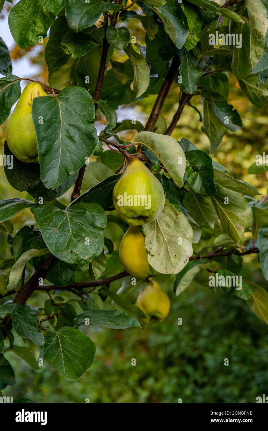 Pears hanging from tree hi-res stock photography and images - Alamy