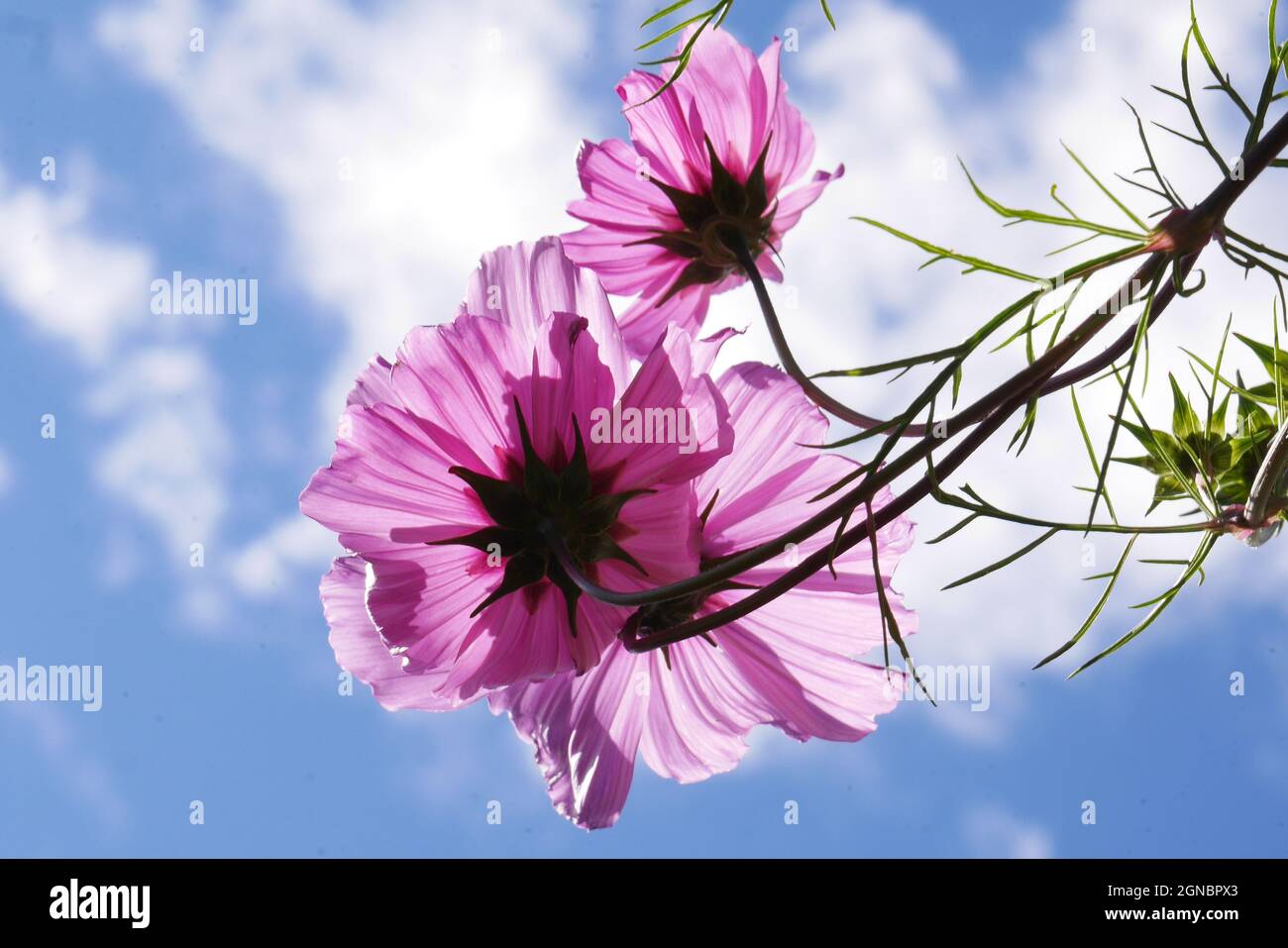 Tall pink cosmos hi-res stock photography and images - Alamy