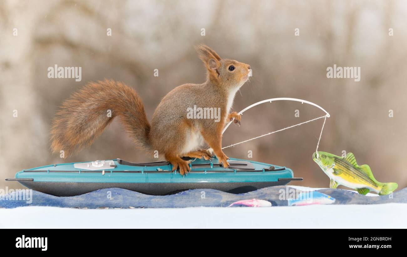 Red squirrel fish hi-res stock photography and images - Alamy