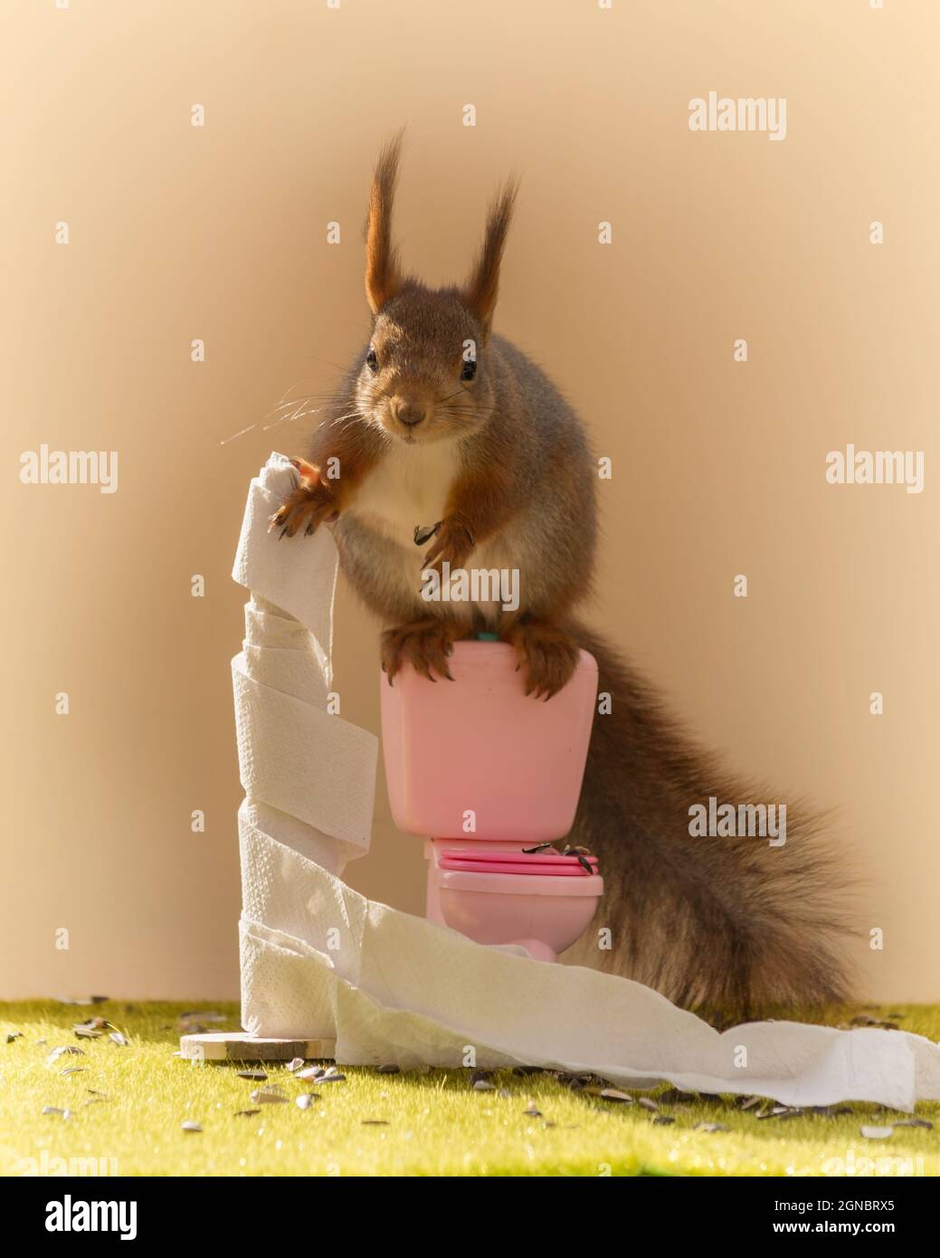 close up of red squirrel on a toilet with toilet paper looking at the ...