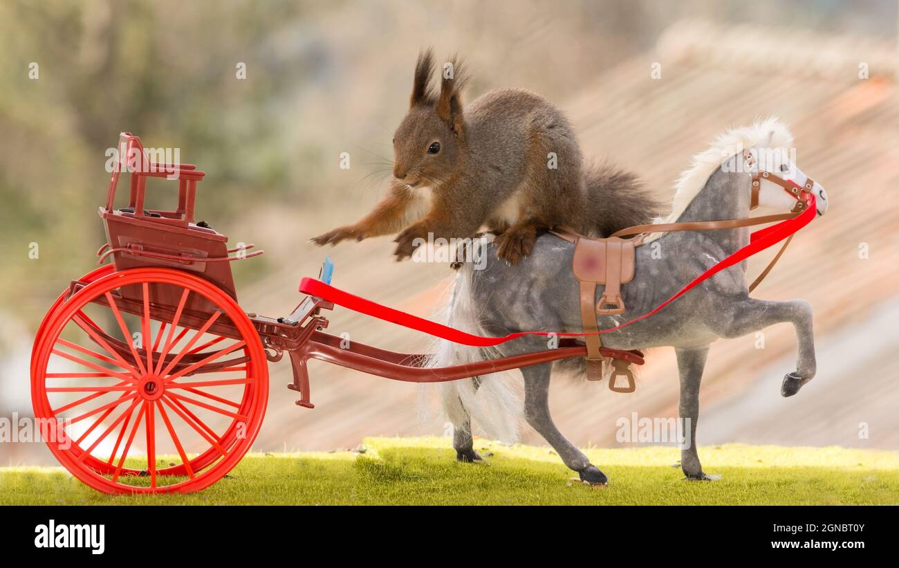 Close up red squirrel driving hi-res stock photography and images - Alamy