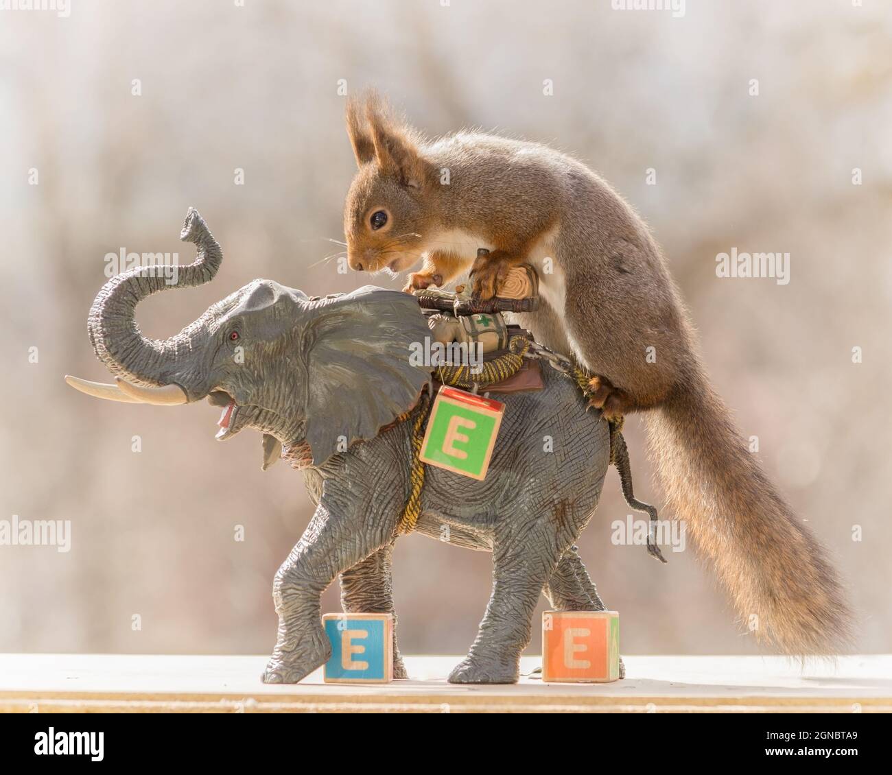 Elephant With Baby On Back High Resolution Stock Photography and Images ...