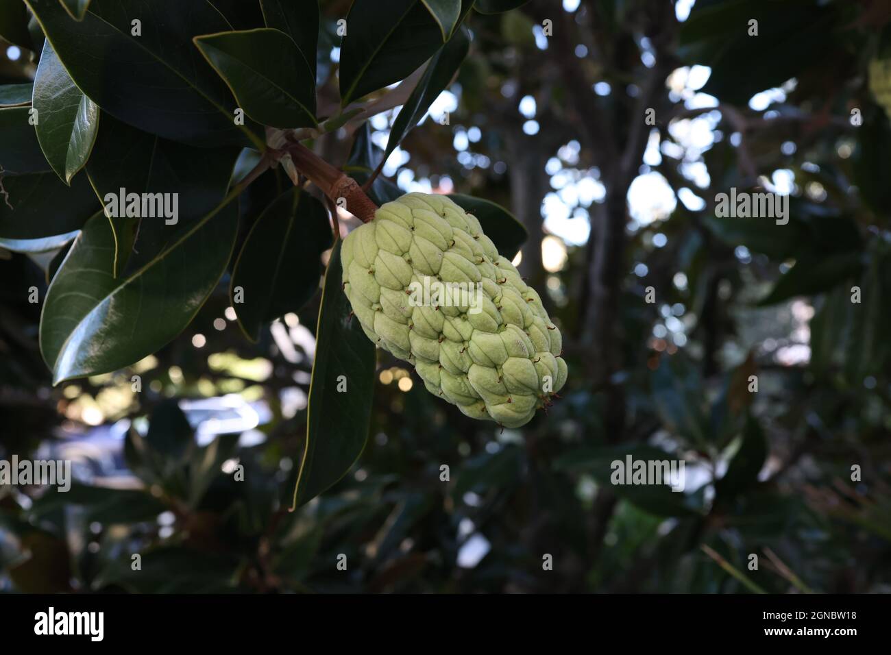 Magnolia fruit on the green leaves background Stock Photo - Alamy
