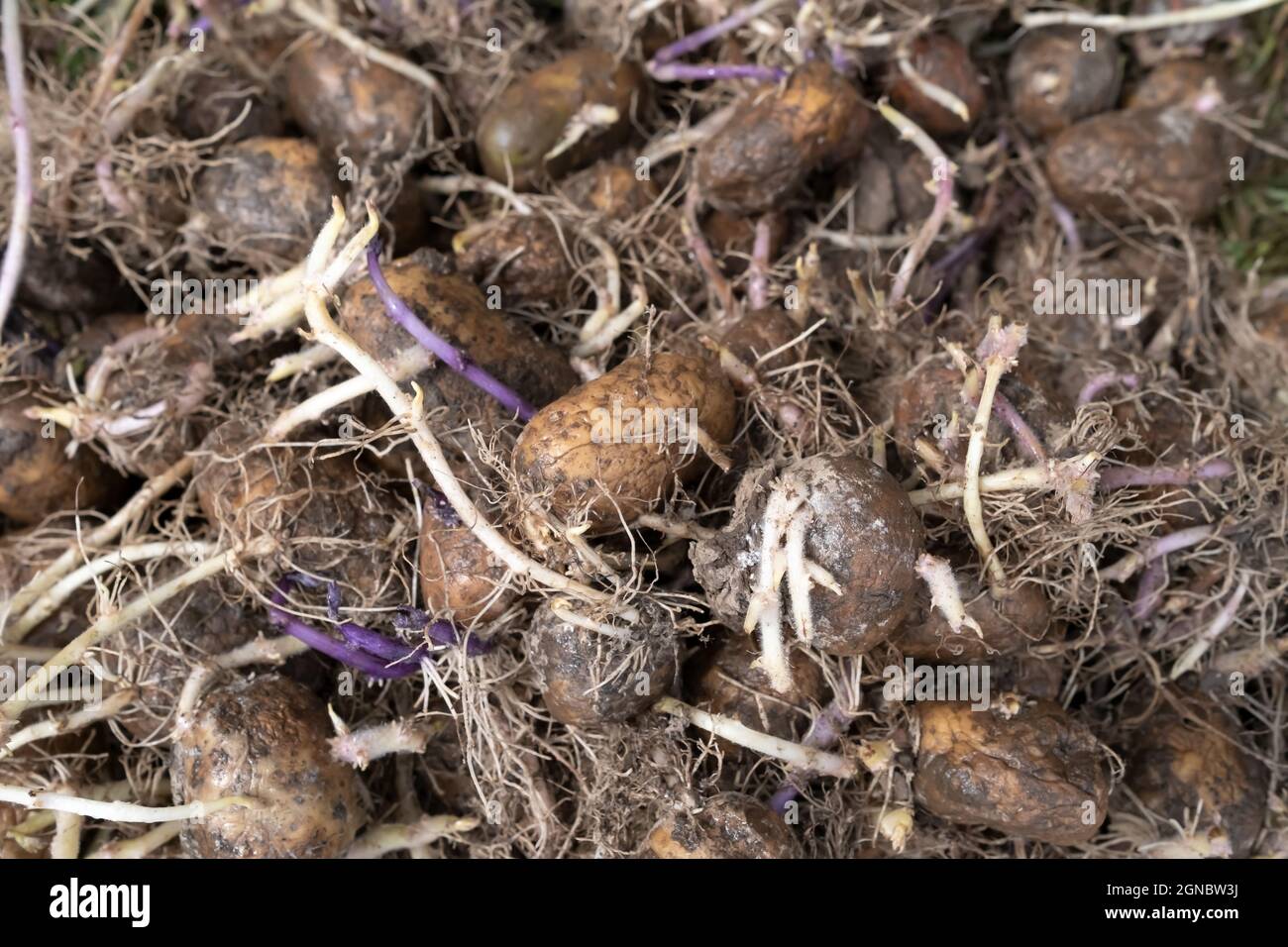Potato lying on earth hi-res stock photography and images - Alamy