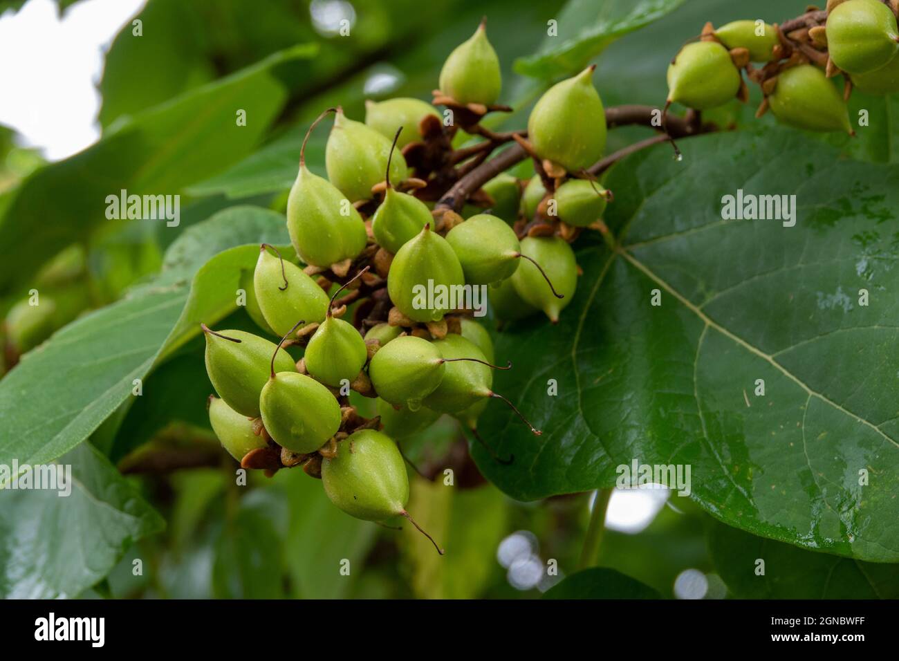 fruit of the foxglove or empress tree Paulownia tomentosa a deciduous ...
