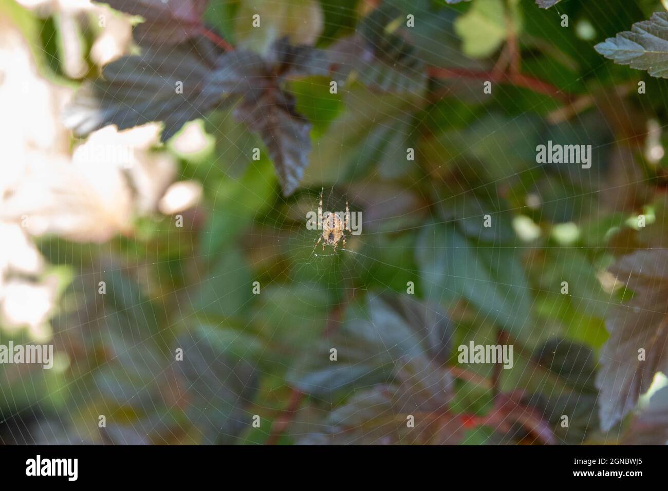 Spider web red leaves hi-res stock photography and images - Alamy