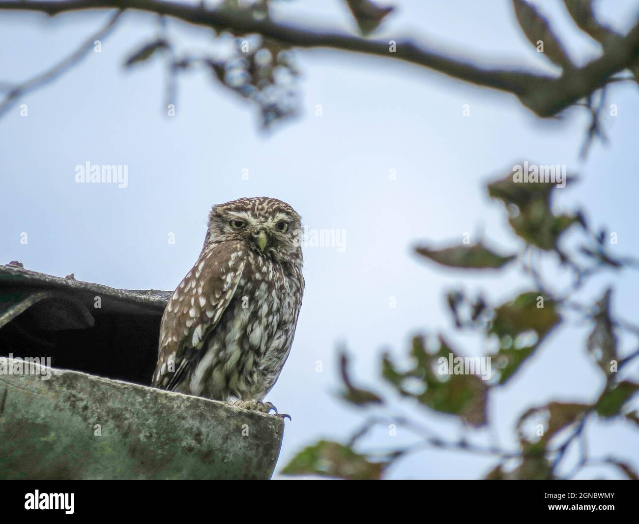 Little owl a small owl with a flat topped head a plump compact body and ...