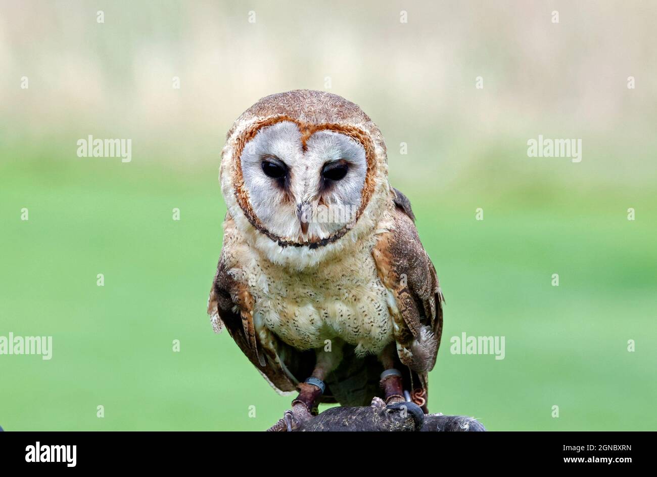 Ashy faced owl at a bird of prey centre Stock Photo - Alamy