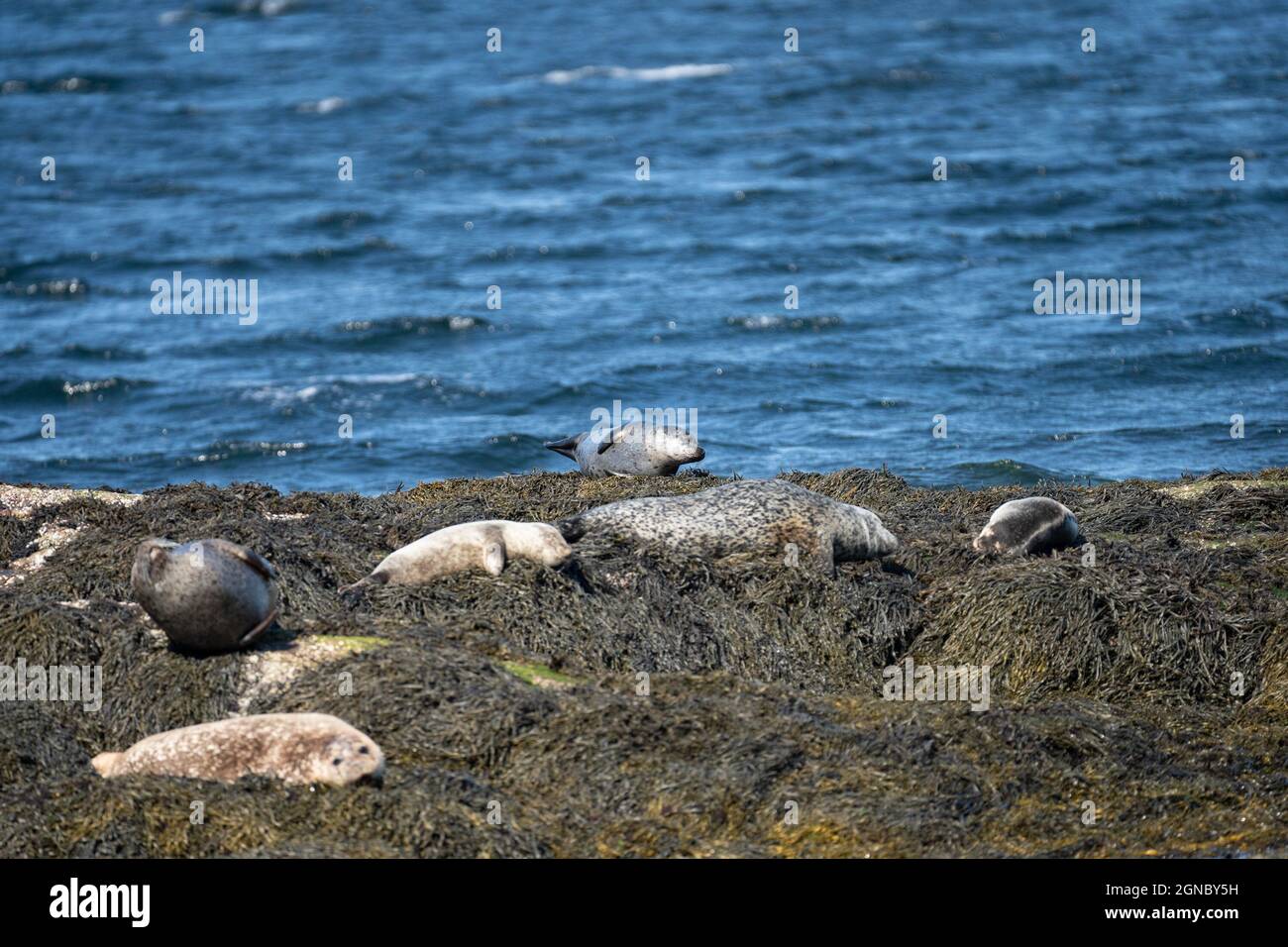 Common and grey seals on seal island in Loch Linnhe Scotland Stock ...
