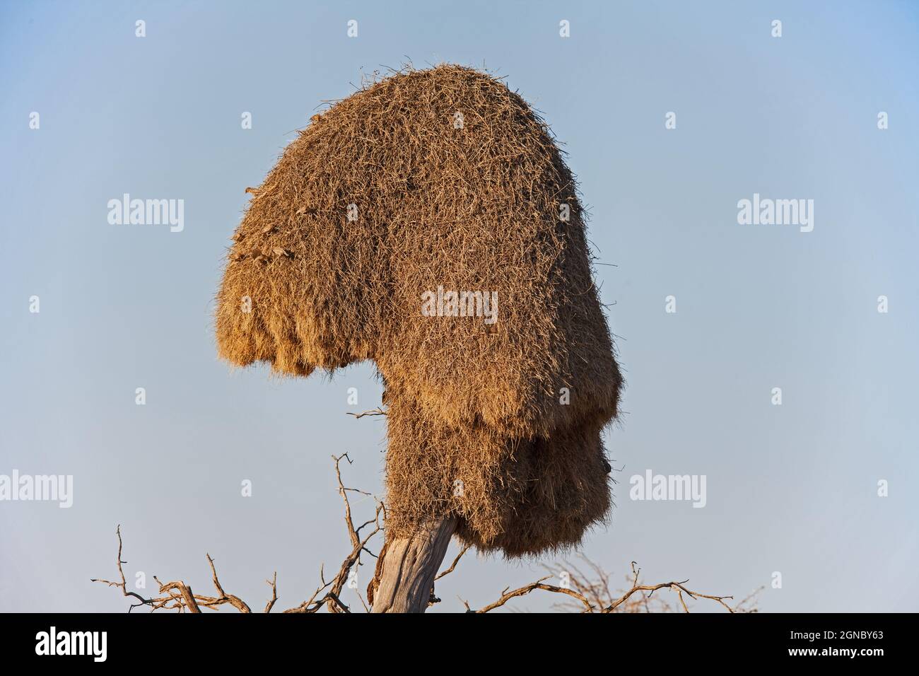 Nest of the Sociable Weaver 4861 Stock Photo - Alamy