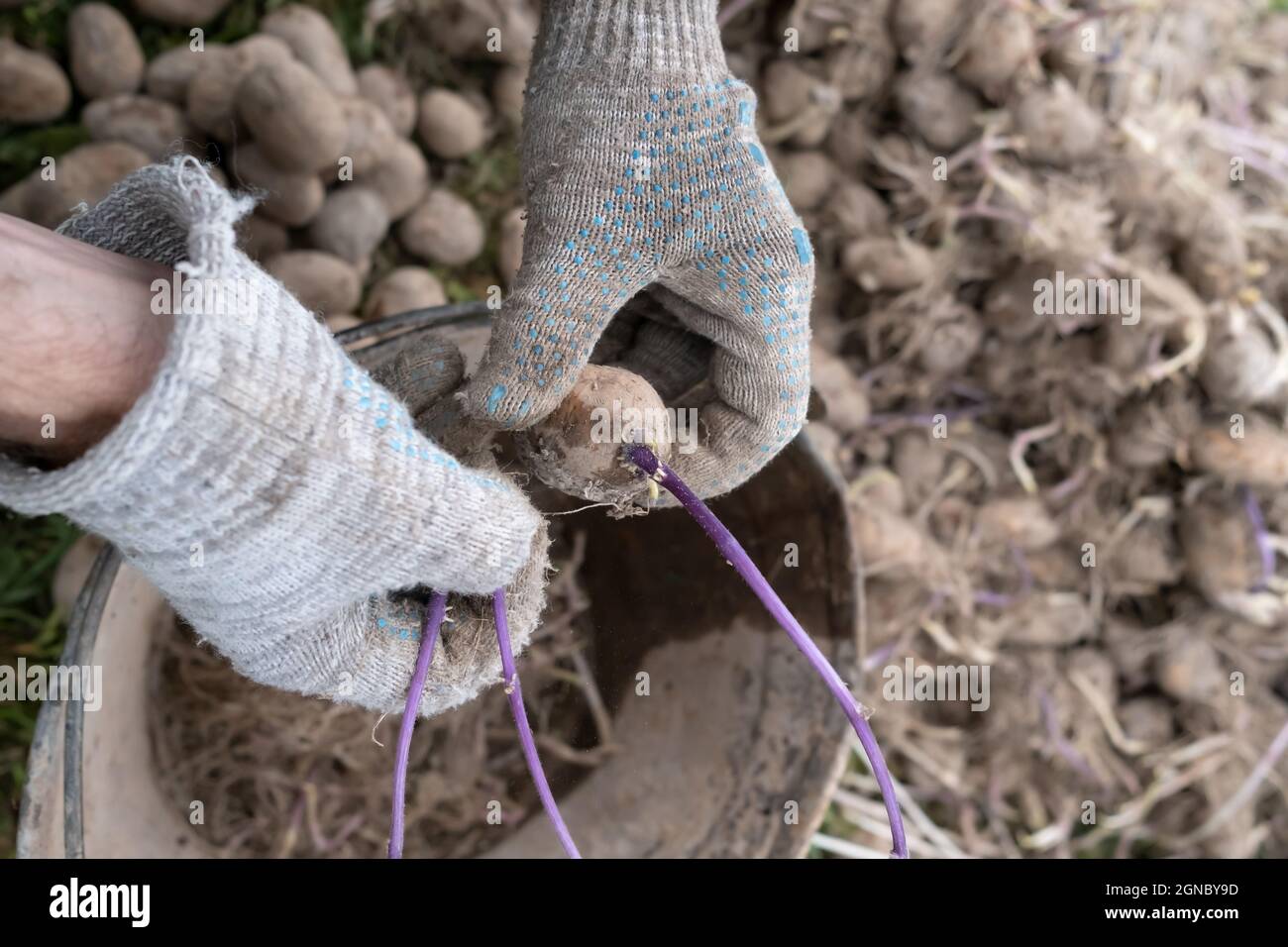 Vegetables in bucket hi-res stock photography and images - Alamy
