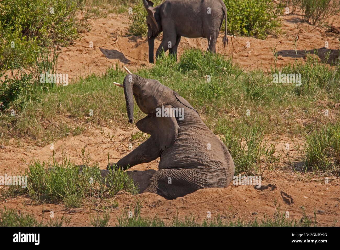 Elephant resting hi-res stock photography and images - Alamy