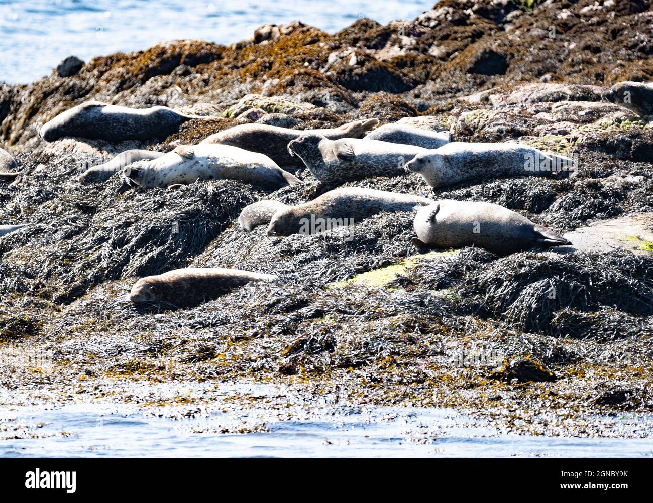 Common and grey seals on seal island in Loch Linnhe Scotland Stock ...