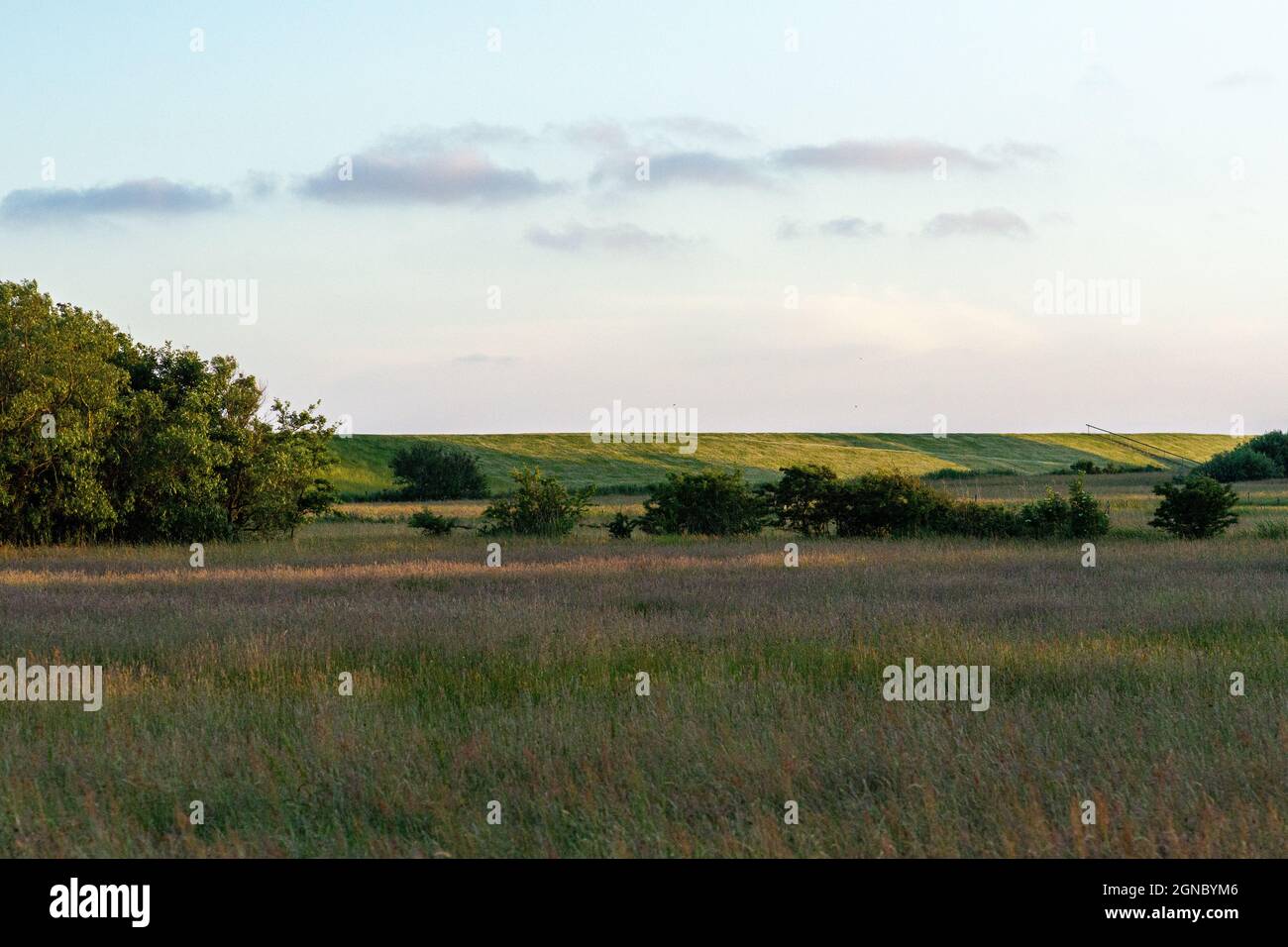 Beautiful summer landscape with a field and trees Stock Photo - Alamy