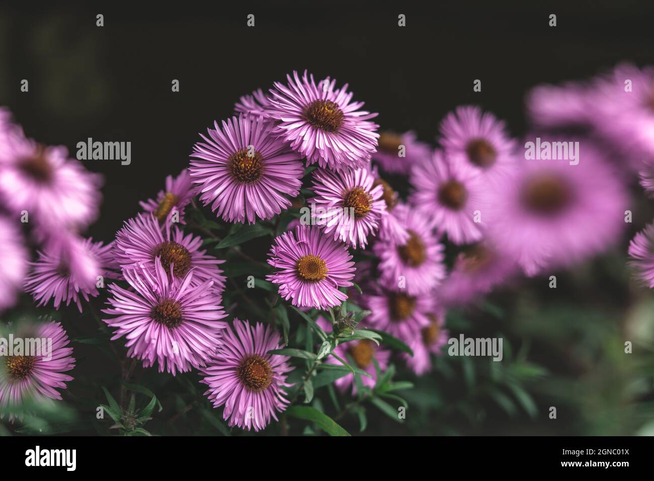a close up of a blooming aster flowers with dark background Stock Photo ...