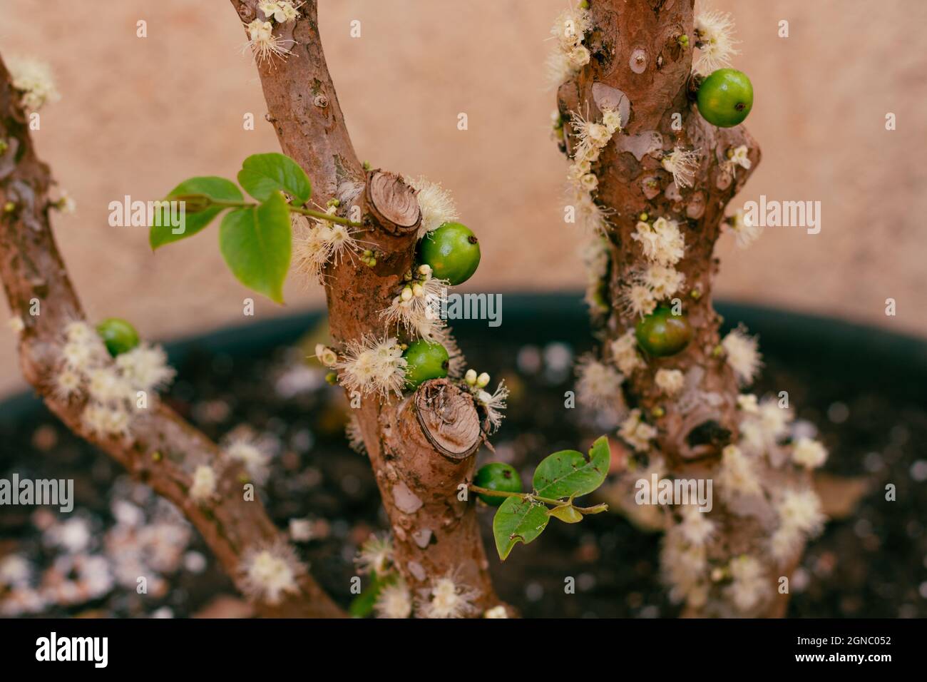 Jabuticaba tree in vase at the beginning of flowering with green and ...