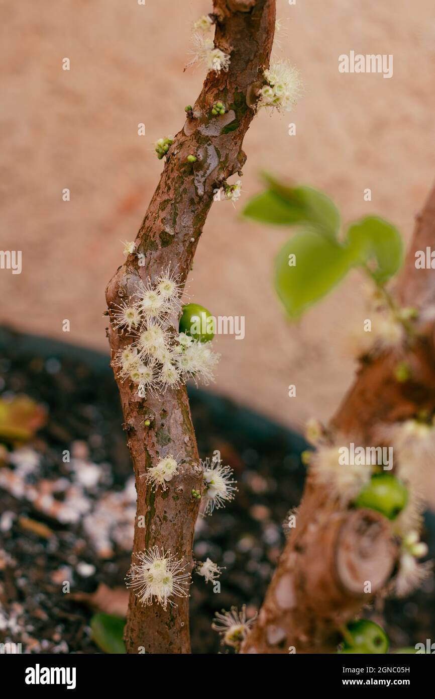 Jabuticaba tree in vase at the beginning of flowering with green and ...