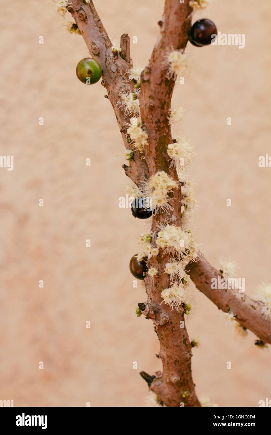 Jabuticaba tree in vase at the beginning of flowering with green and ...