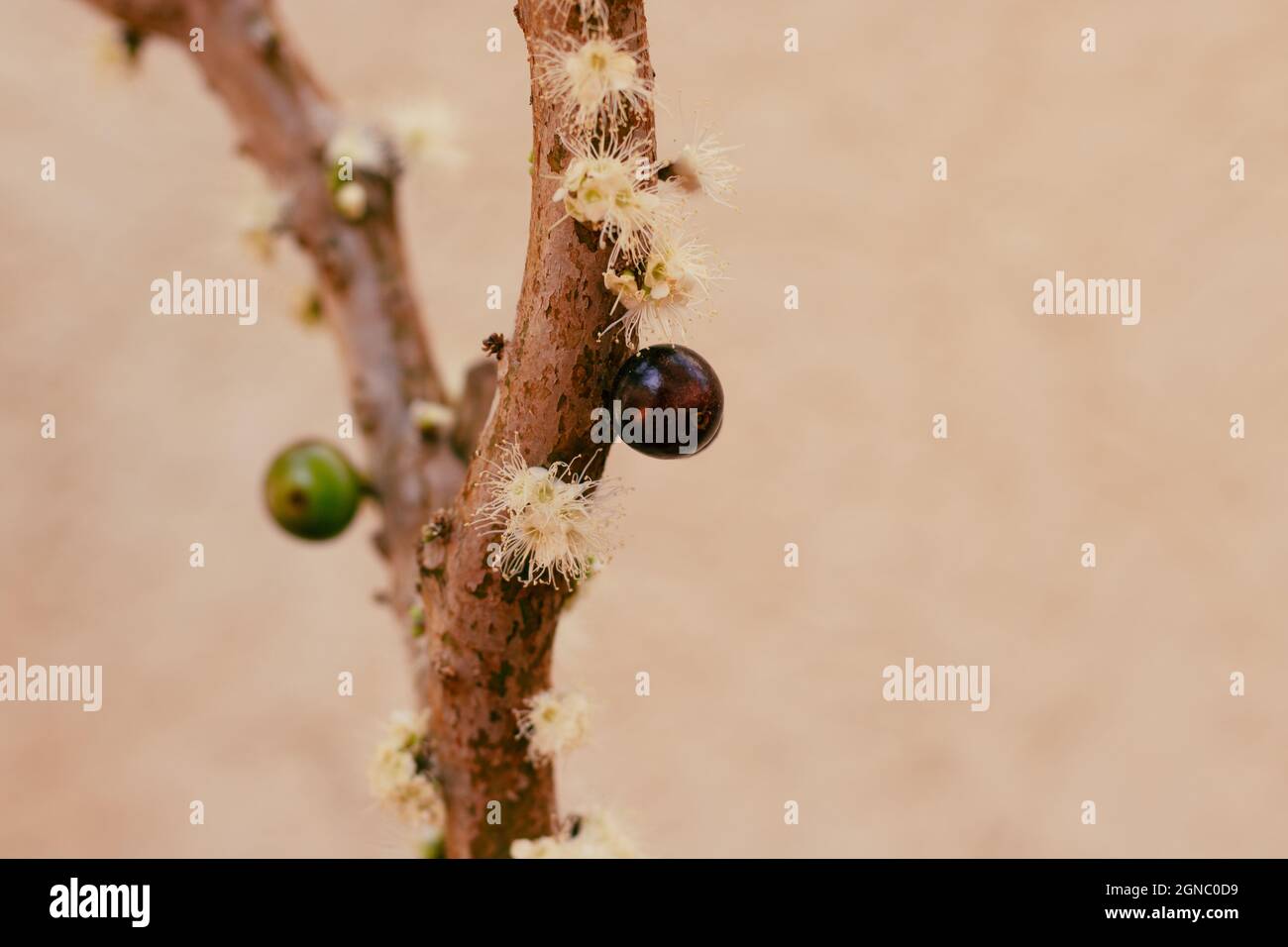 Jabuticaba tree in vase at the beginning of flowering with green and ...