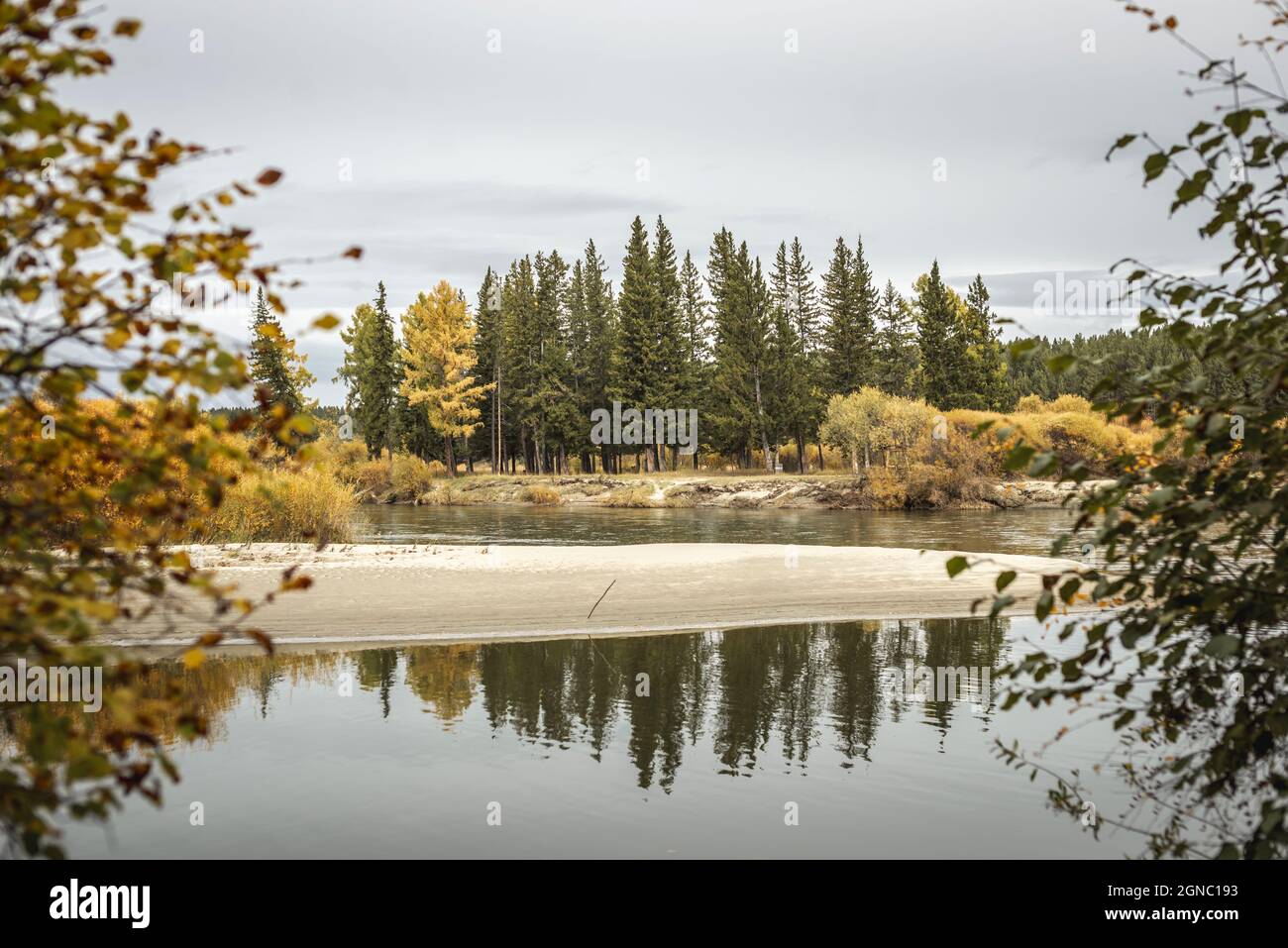 Bright yellow and green trees, a calm river, in which the trees are ...
