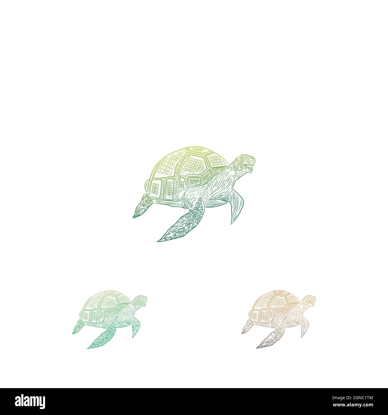 Turtle design logo vector. Turtle animal vector Stock Vector Image ...