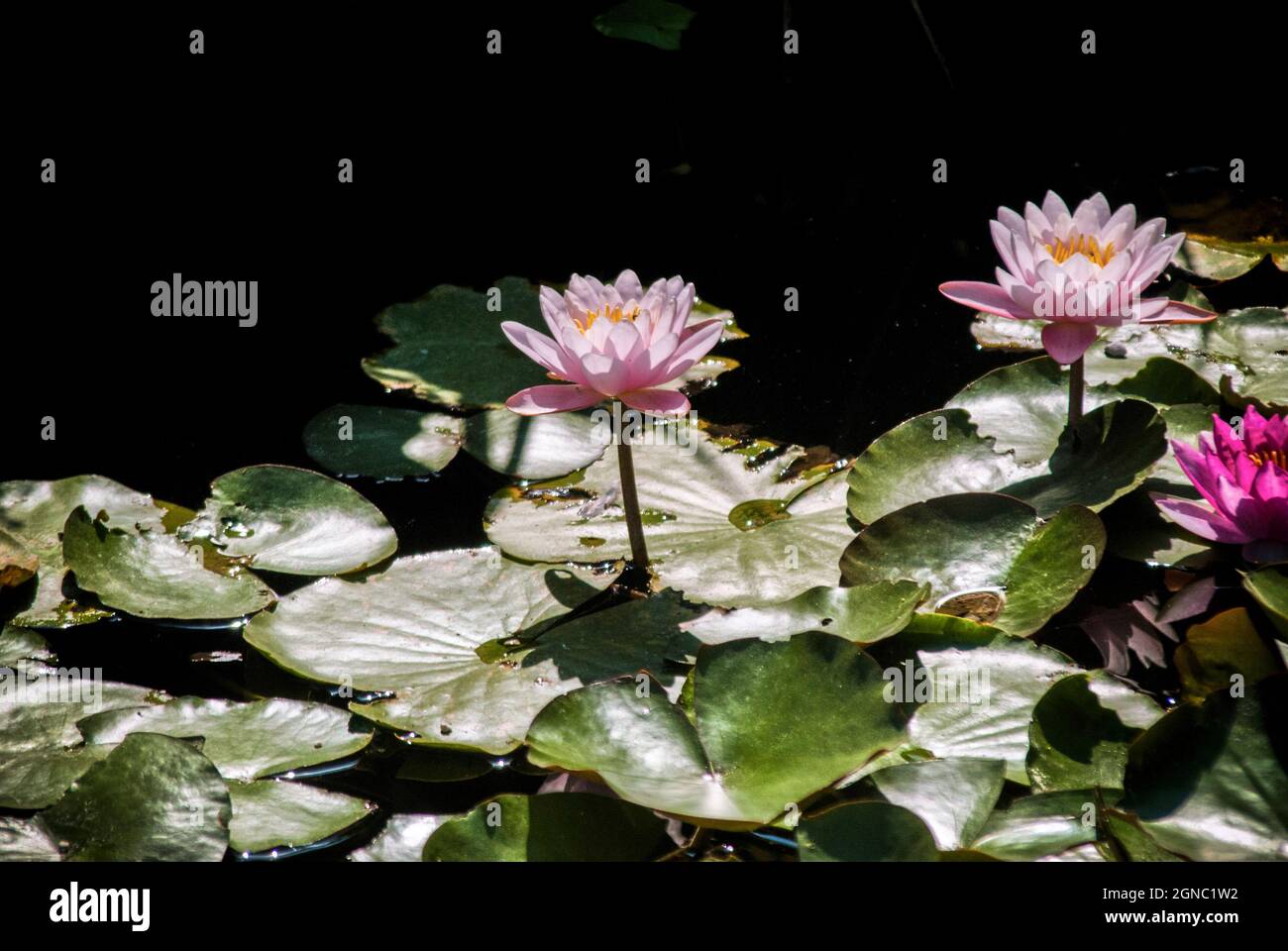 Nymphaeaceae flower hi-res stock photography and images - Alamy