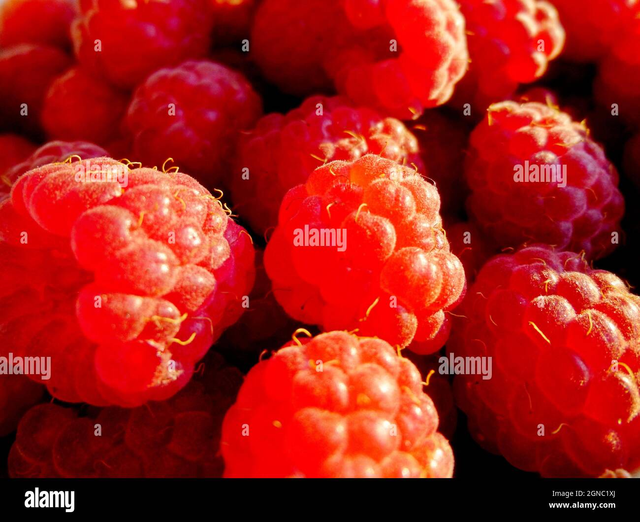 Fresh and sweet raspberries background. Summer harvest of raspberries ...