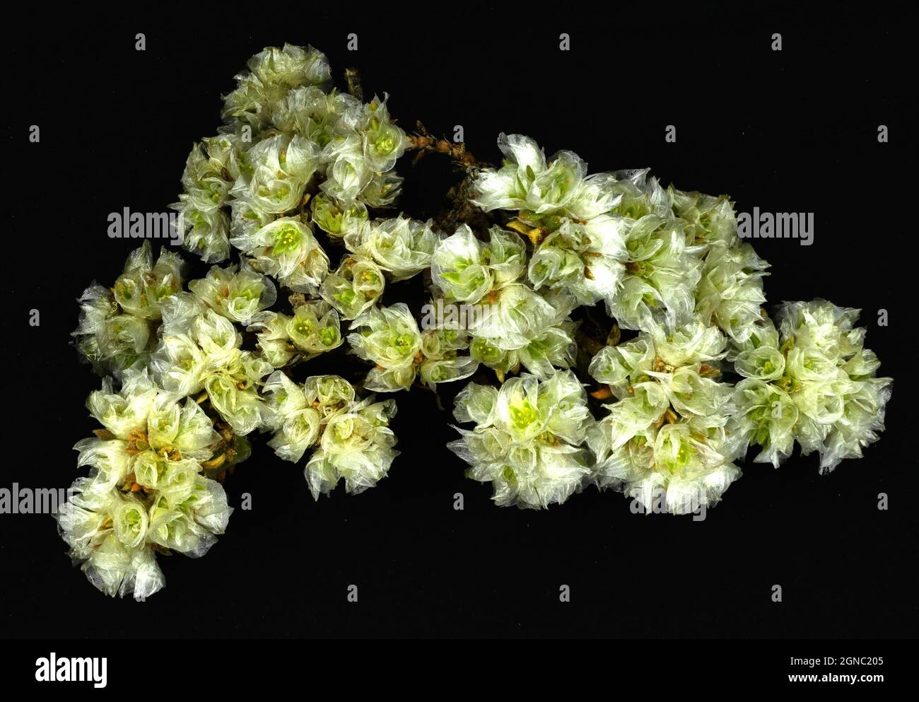 Paronychia argentea, commonly called Silver nailroot Stock Photo - Alamy