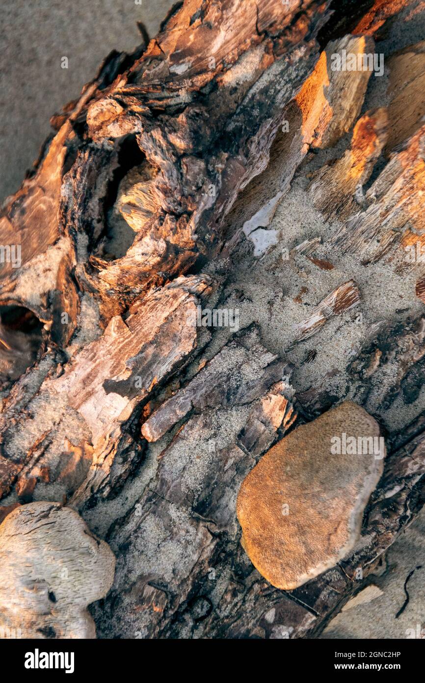Tree log texture background Stock Photo - Alamy