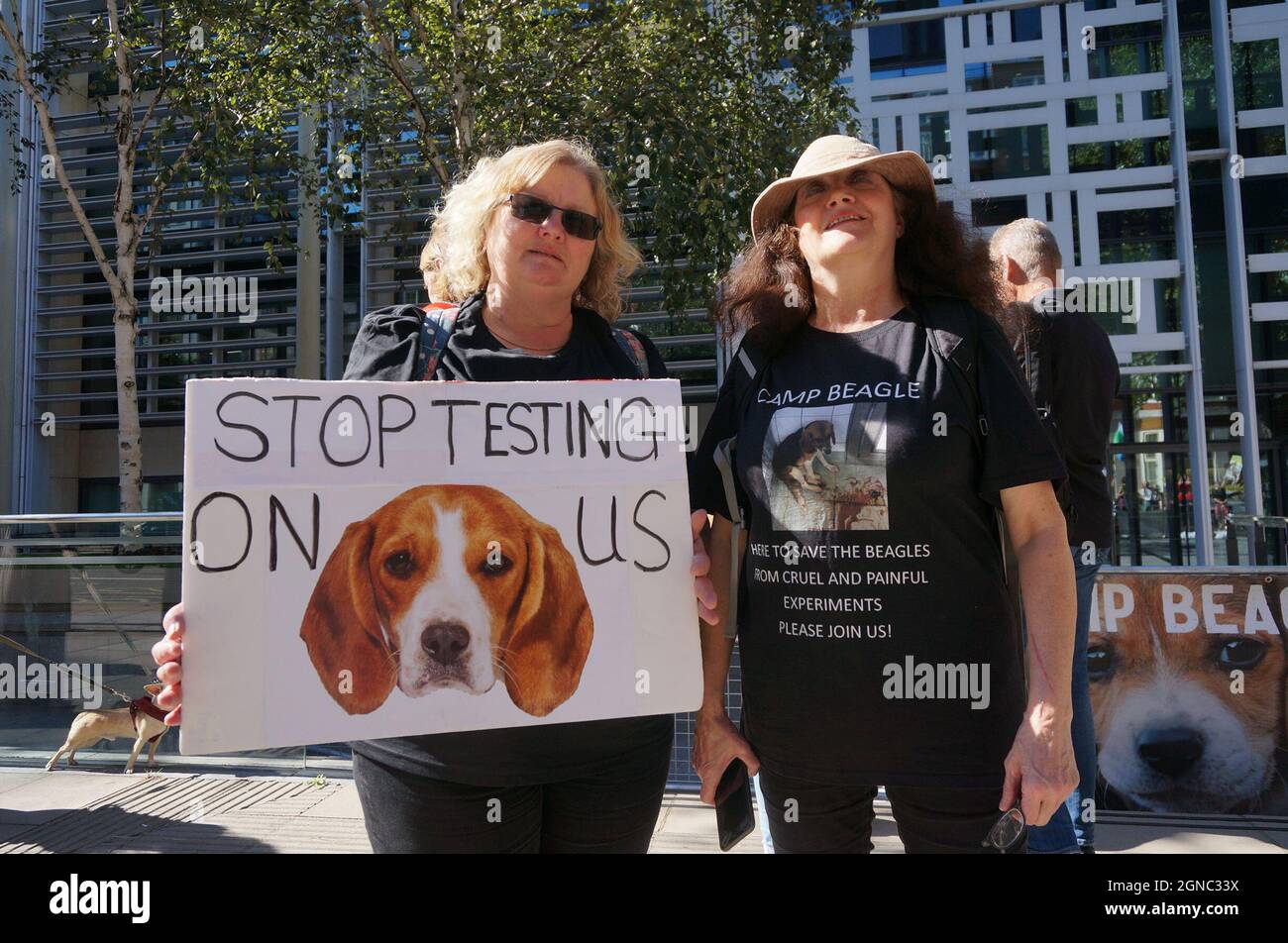 Are Dogs Used For Animal Testing In The Uk