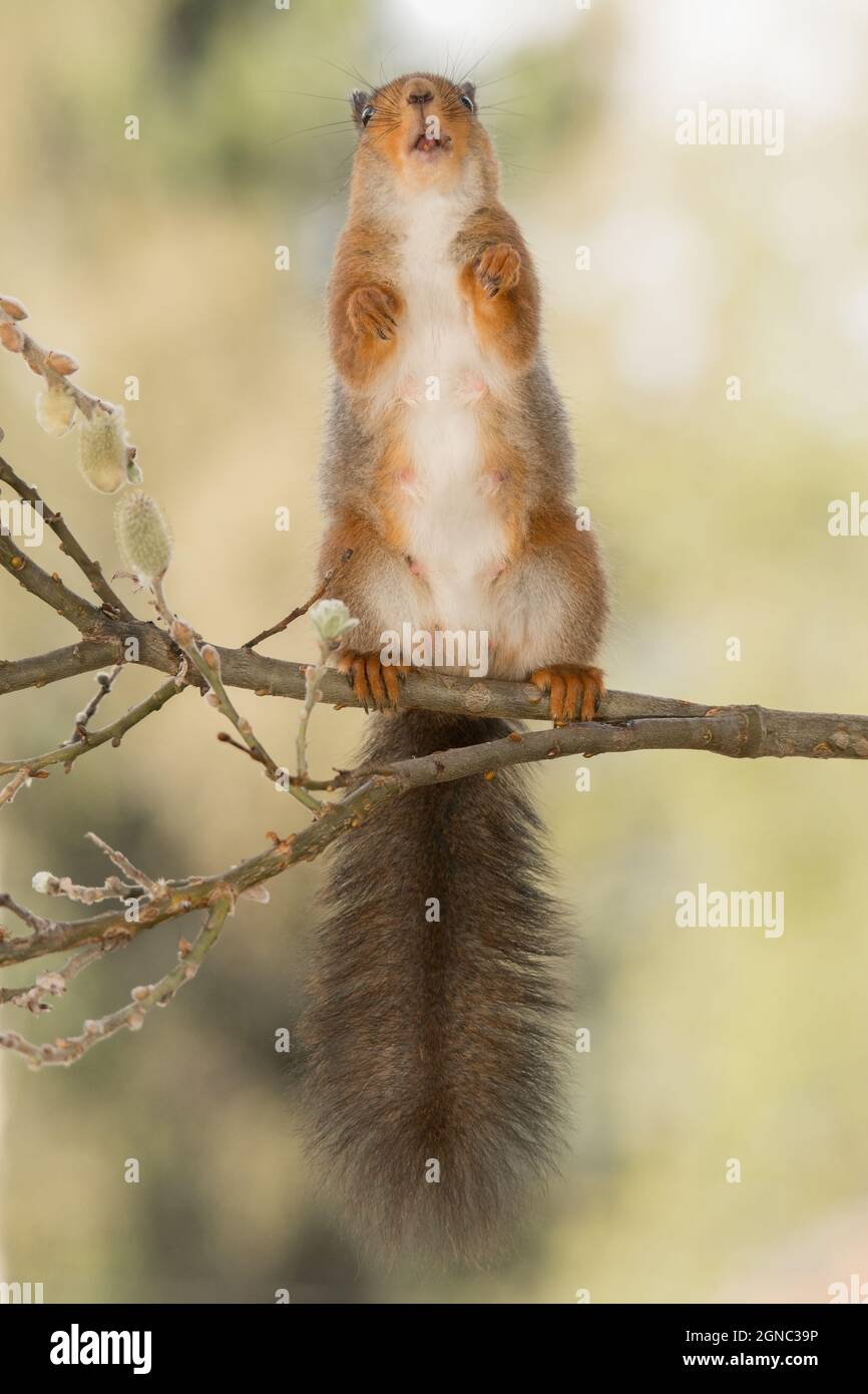 Profile close up of red squirrel with open mouth hi-res stock ...