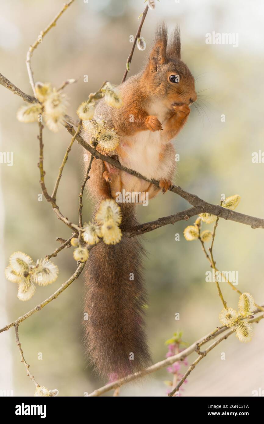 Hide behind branches hi-res stock photography and images - Alamy