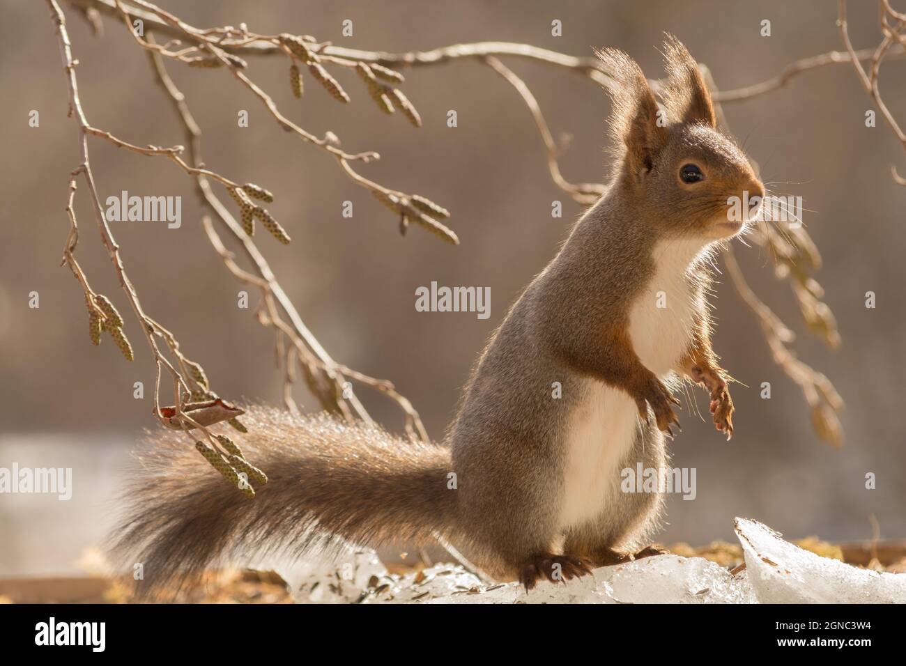 Hide behind branches hi-res stock photography and images - Alamy