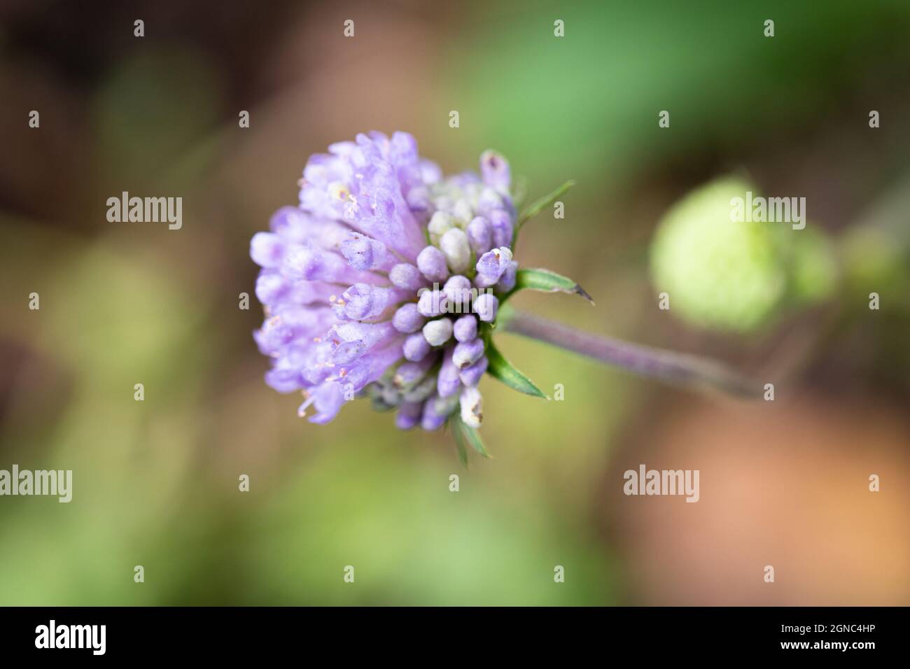 Violet Clover High Resolution Stock Photography and Images - Alamy